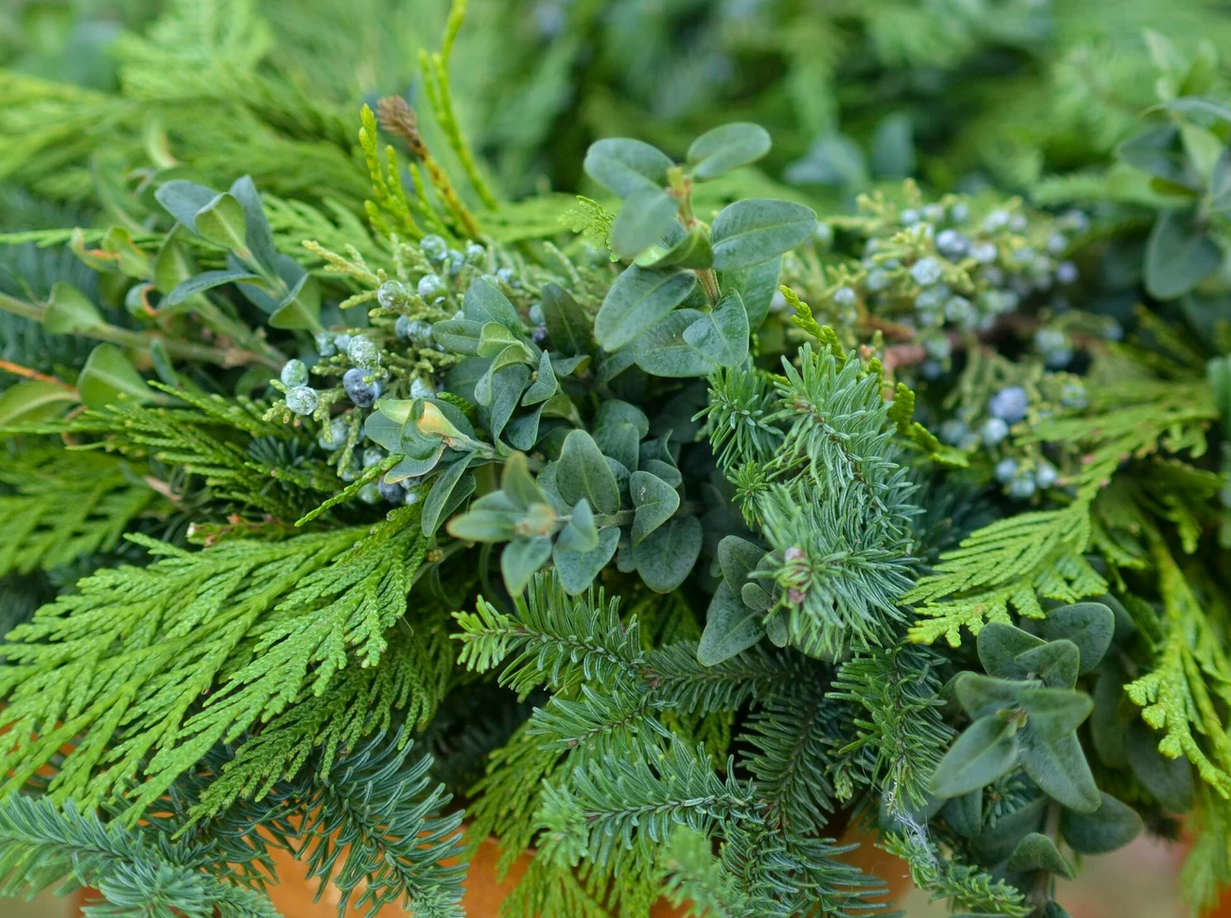 Fresh Wintergreen Bundle | Scheiderer Farms